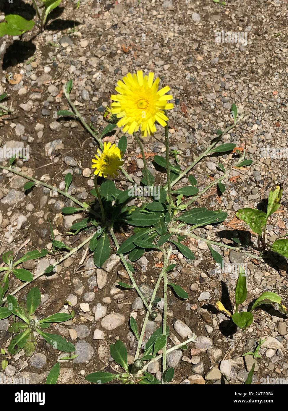meadow hawkweed (Pilosella caespitosa) Plantae Stock Photo - Alamy