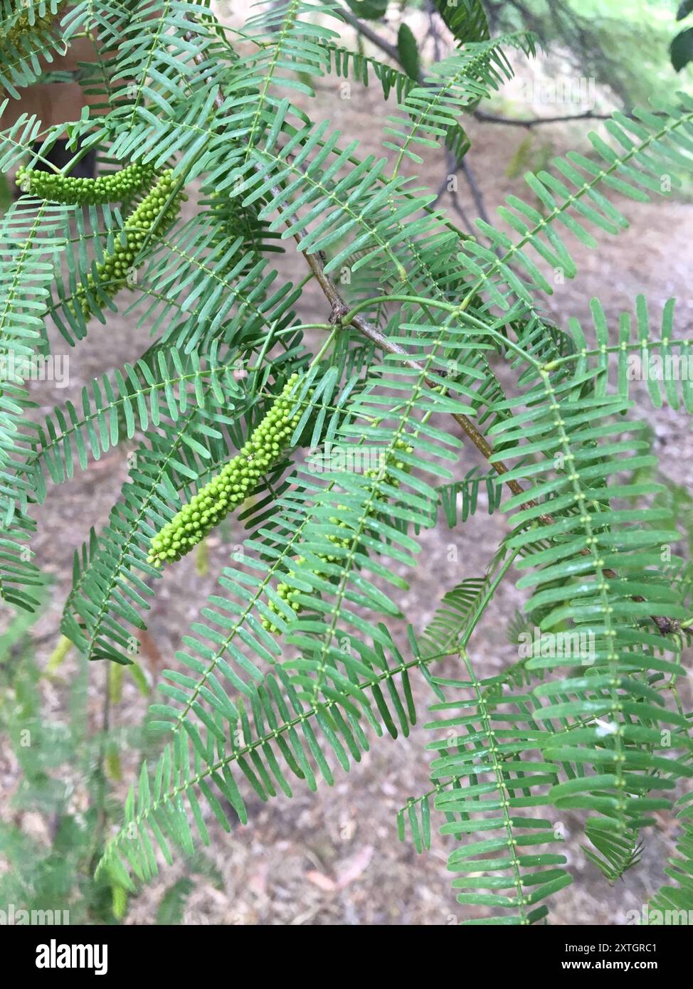 mesquite (Neltuma juliflora) Plantae Stock Photo - Alamy