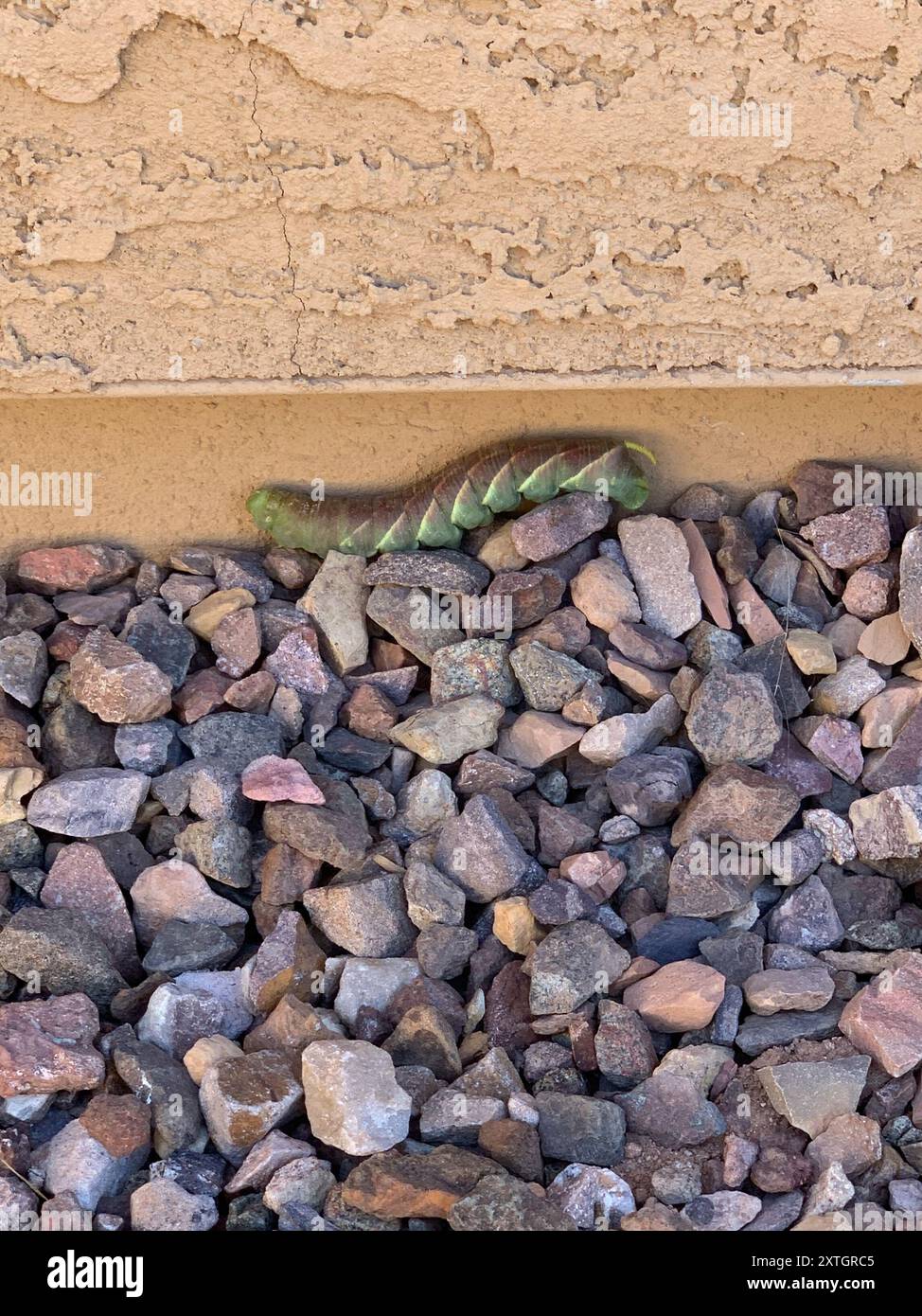 Rustic Sphinx (Manduca rustica) Insecta Stock Photo - Alamy