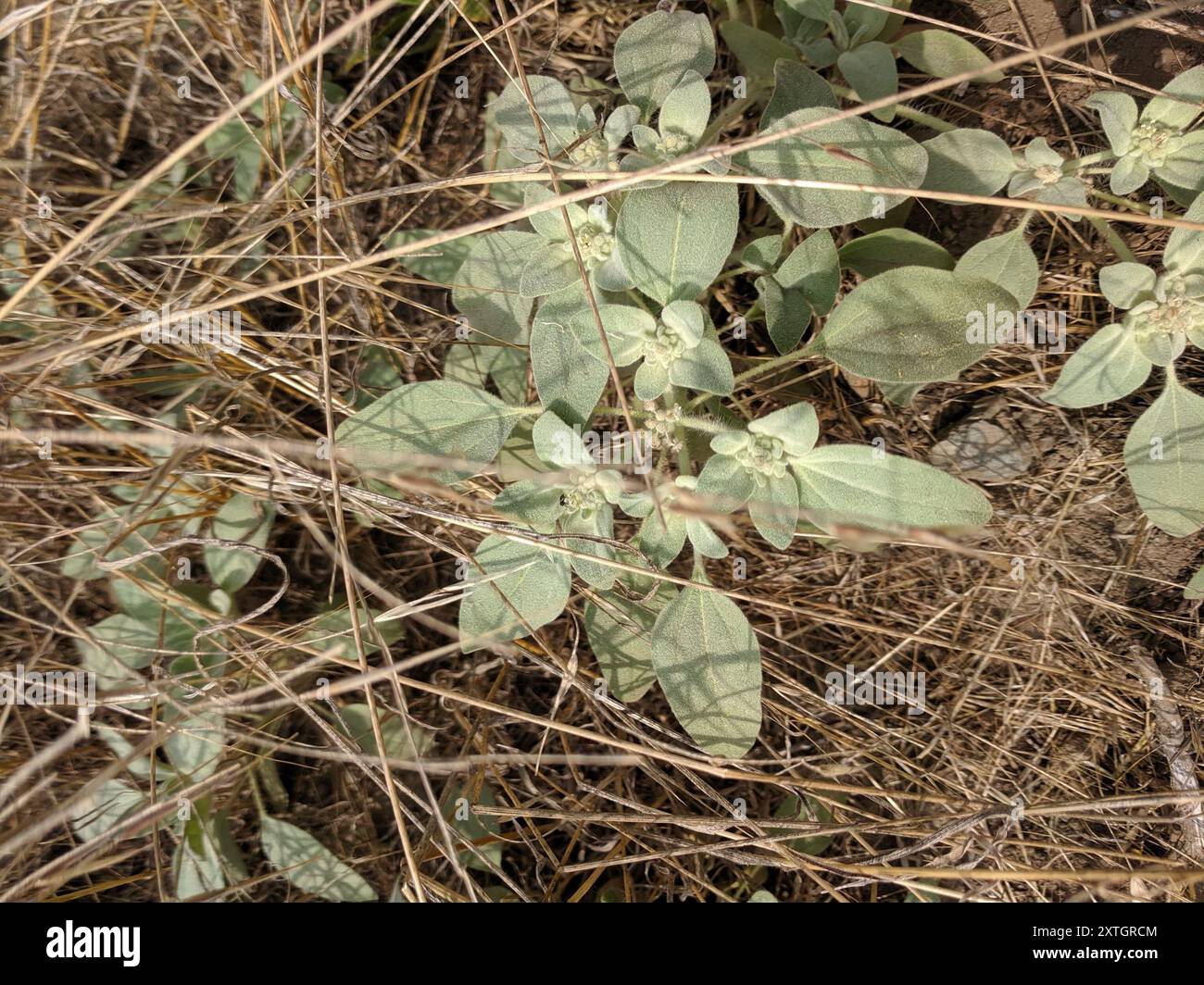 turkey mullein (Croton setiger) Plantae Stock Photo - Alamy