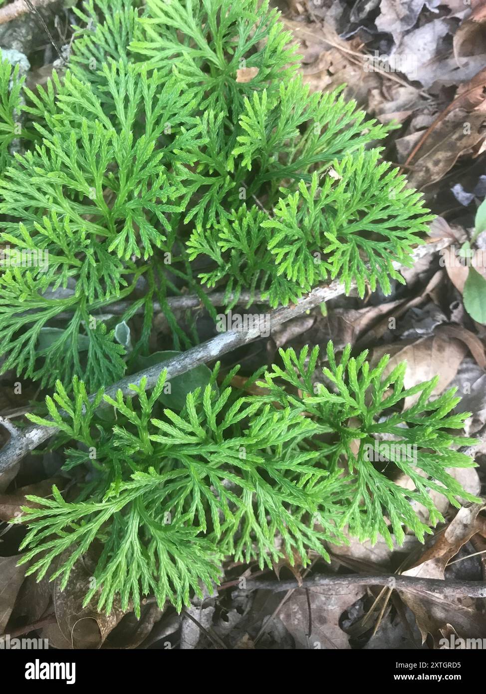 fan clubmoss (Diphasiastrum digitatum) Plantae Stock Photo - Alamy