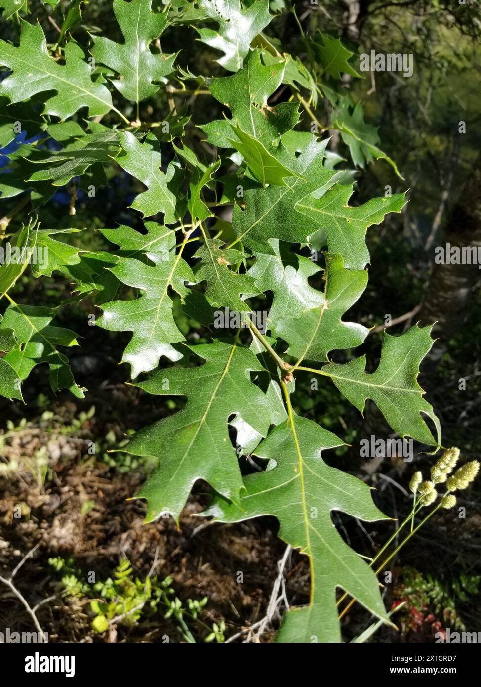 California black oak (Quercus kelloggii) Plantae Stock Photo - Alamy