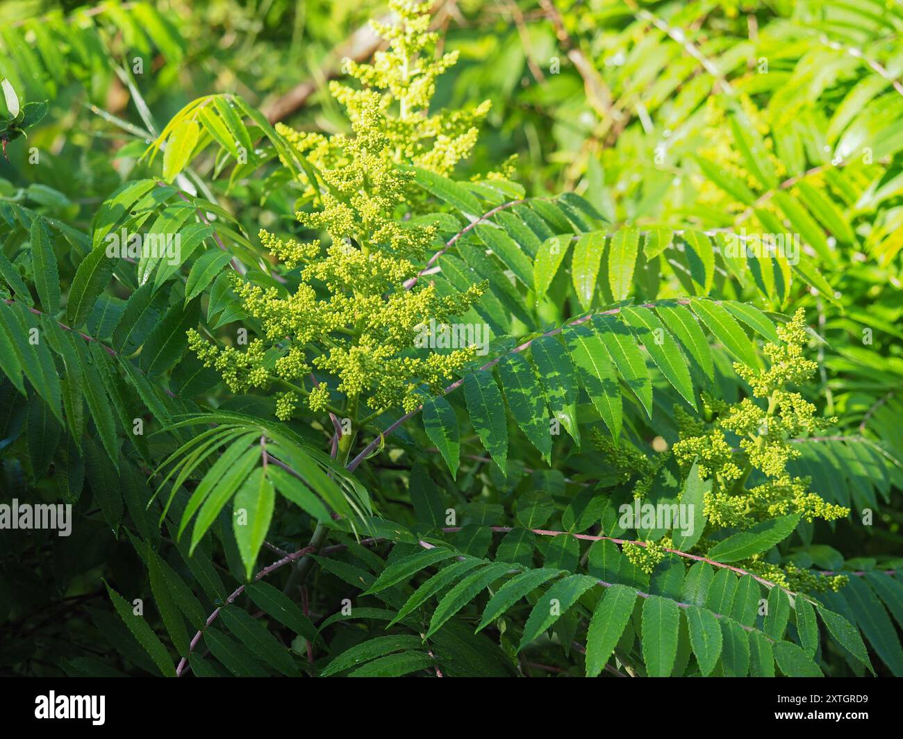 smooth sumac (Rhus glabra) Plantae Stock Photo - Alamy