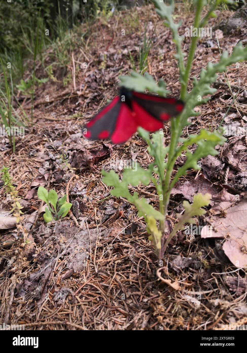 Cinnabar moth (Tyria jacobaeae) Insecta Stock Photo - Alamy
