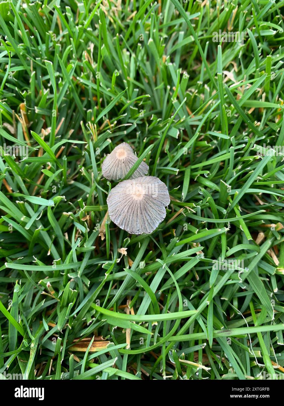 pleated inkcap (Parasola plicatilis) Fungi Stock Photo - Alamy