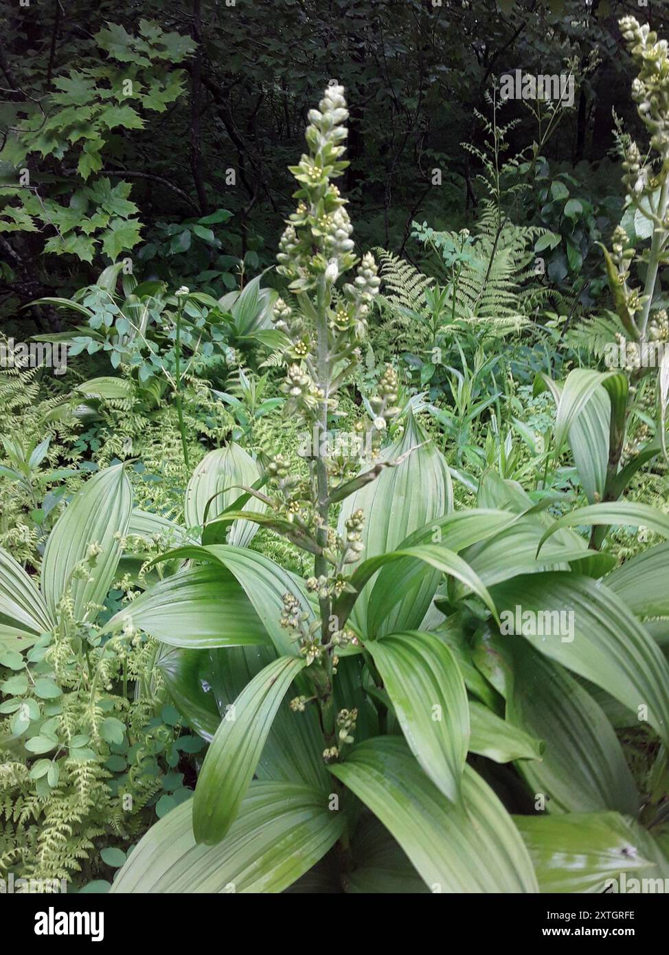 green false hellebore (Veratrum viride) Plantae Stock Photo - Alamy