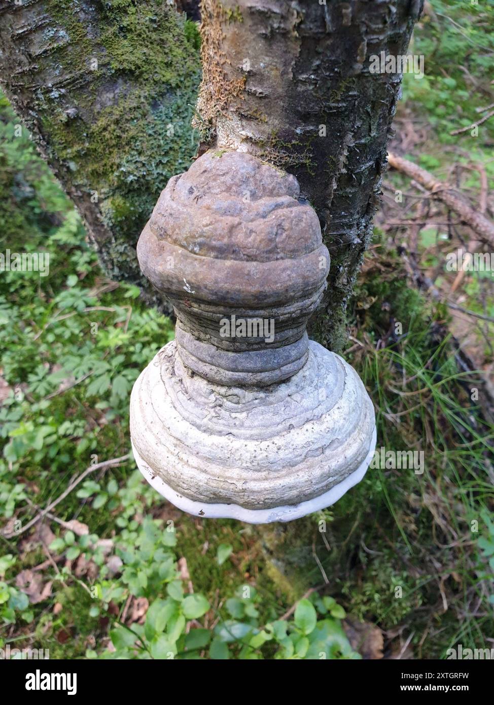 Hoof Fungus (Fomes fomentarius) Fungi Stock Photo - Alamy