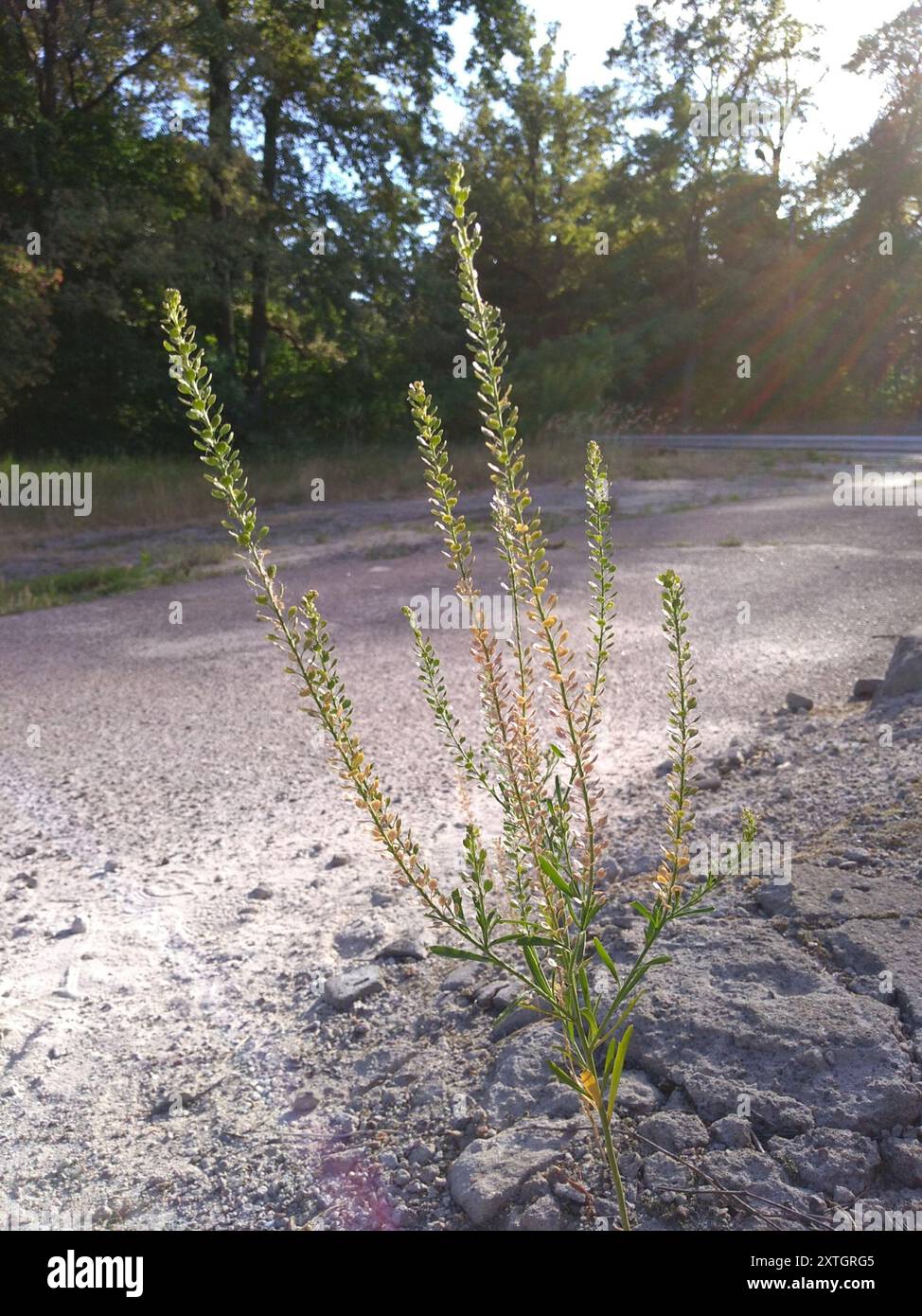 Common Peppergrass (Lepidium densiflorum) Plantae Stock Photo - Alamy