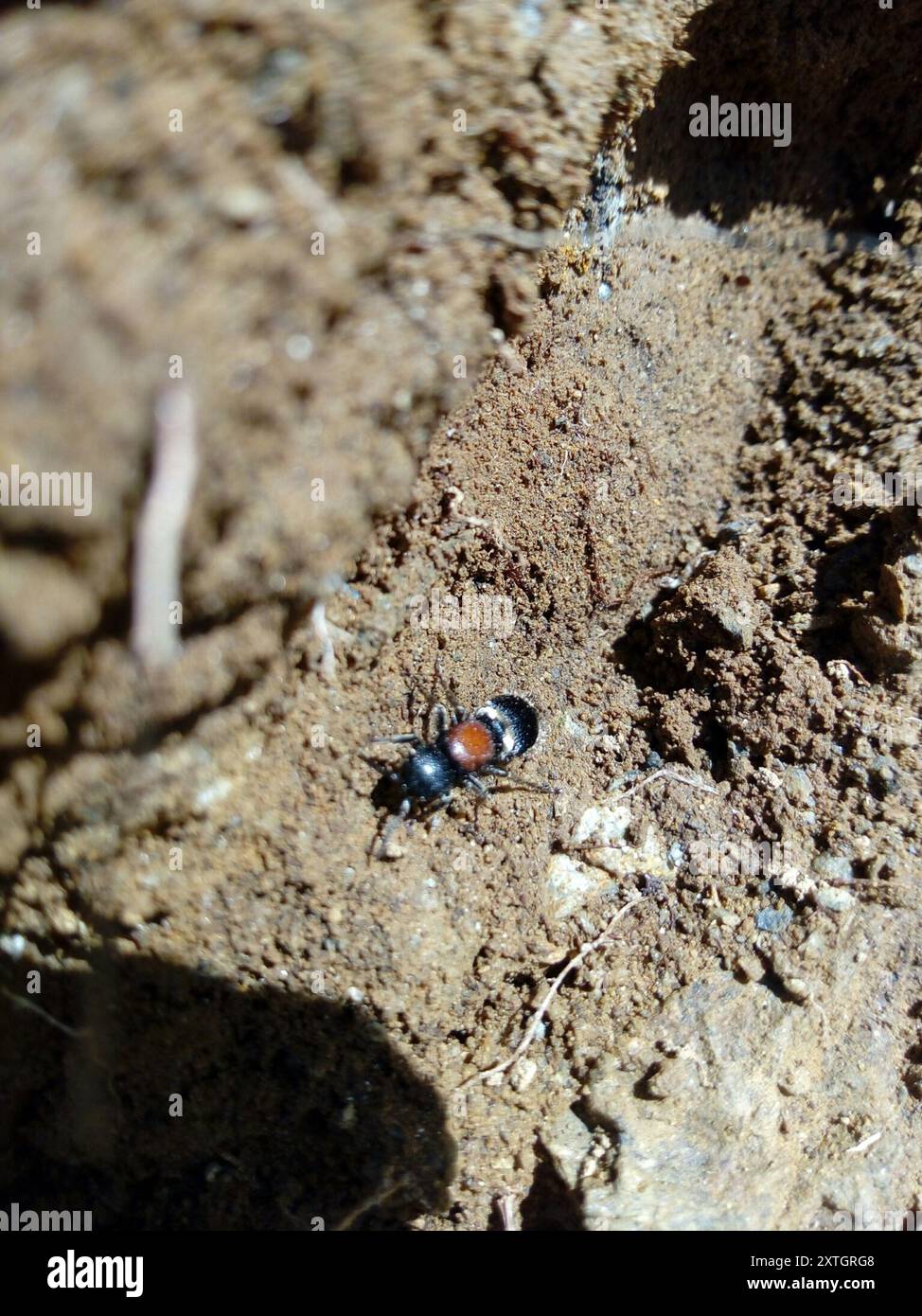 Large Velvet Ant (Mutilla europaea) Insecta Stock Photo - Alamy