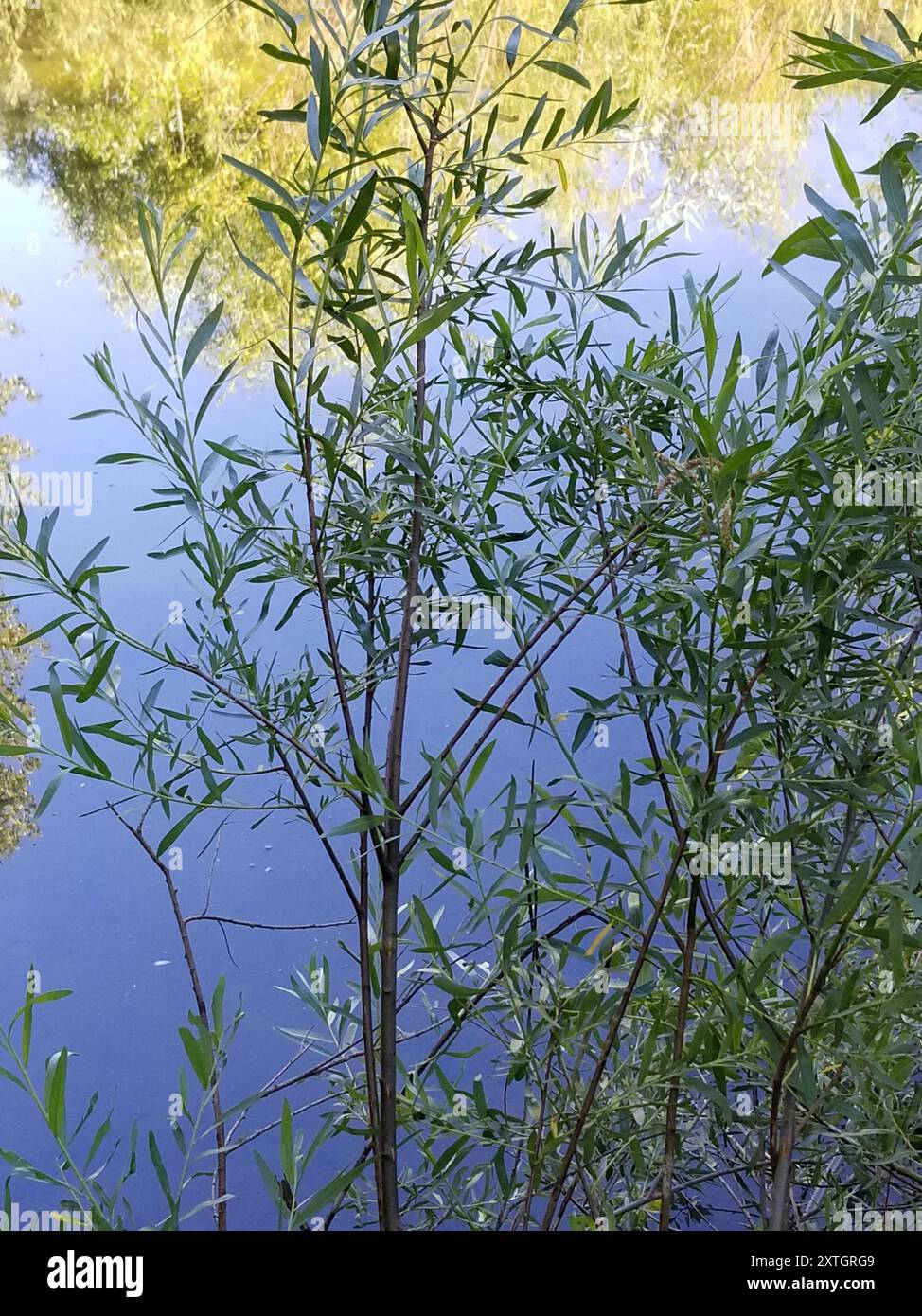 Narrowleaf Willow (Salix exigua) Plantae Stock Photo - Alamy