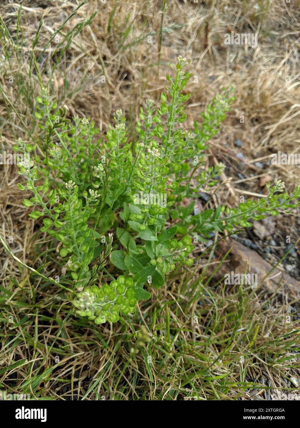 field peppergrass (Lepidium campestre) Plantae Stock Photo - Alamy