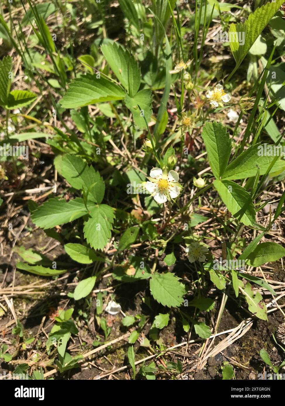 Virginia strawberry (Fragaria virginiana) Plantae Stock Photo - Alamy