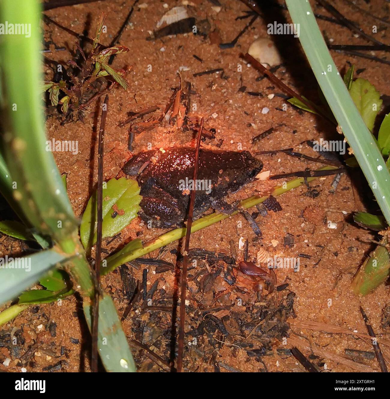 Eastern Narrow-mouthed Toad (Gastrophryne carolinensis) Amphibia Stock ...