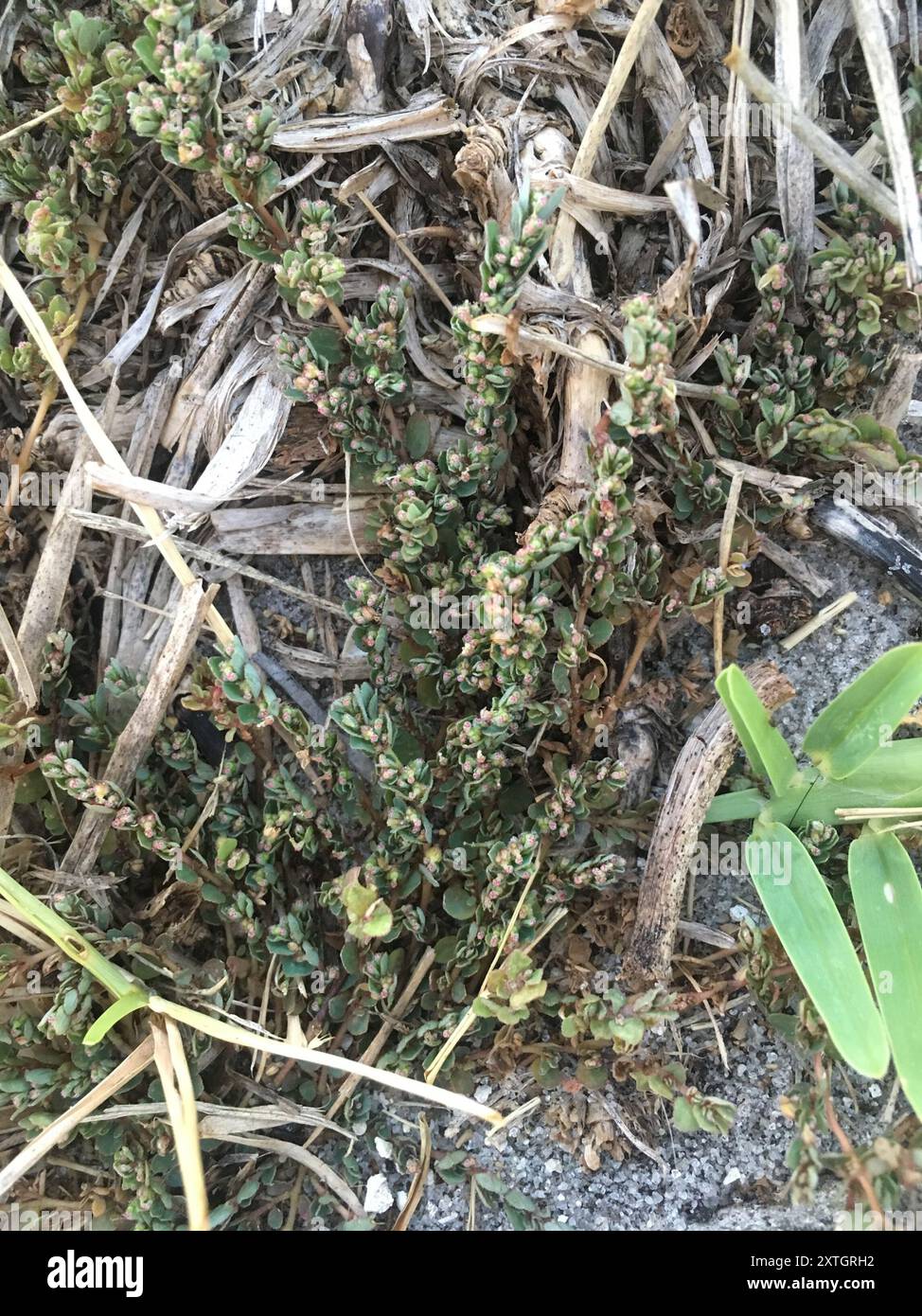 prostrate sandmat (Euphorbia prostrata) Plantae Stock Photo - Alamy