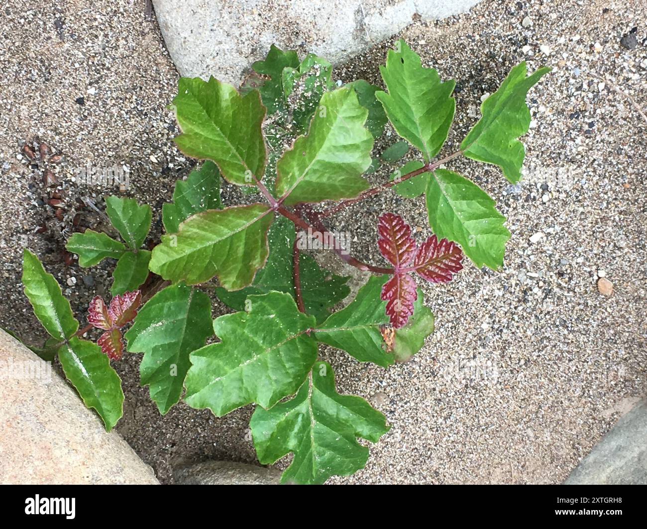 Pacific poison oak (Toxicodendron diversilobum) Plantae Stock Photo - Alamy