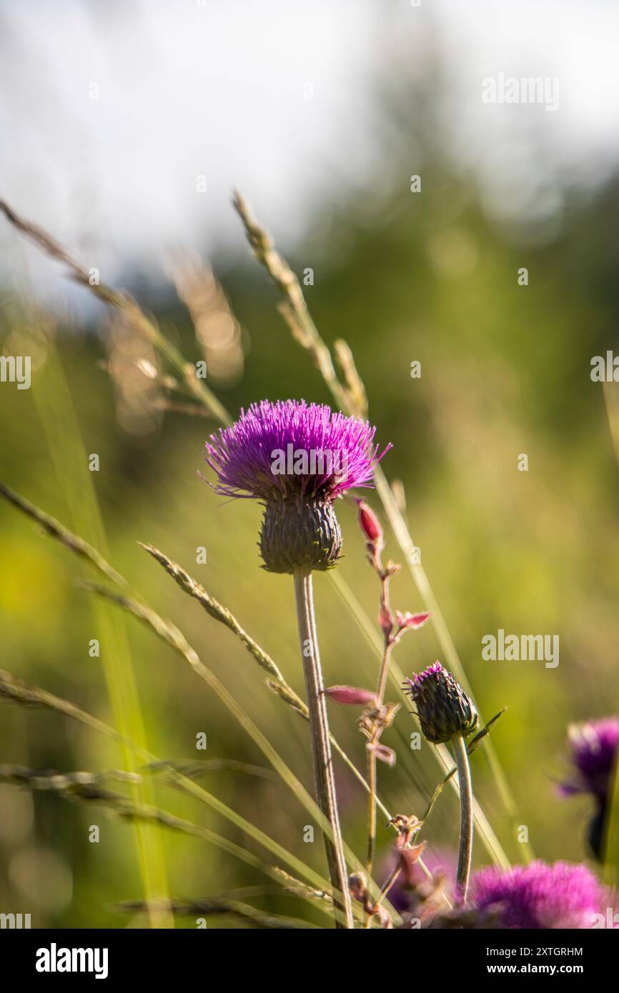 The alpine thistle (Carduus defloratus), even mountain-thistle called ...