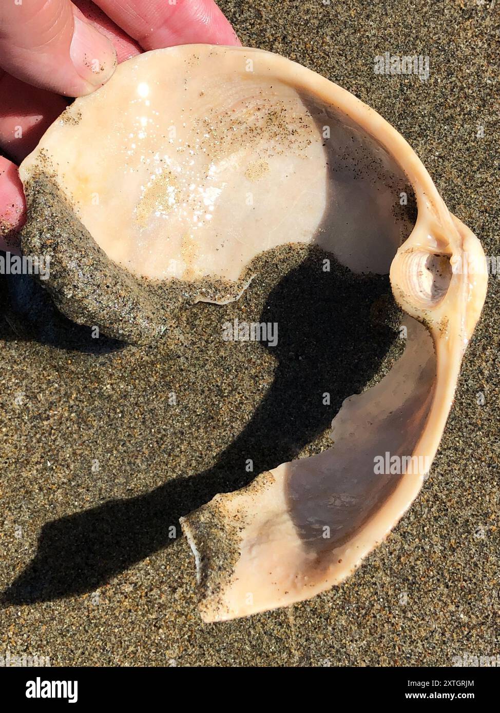 Trough Shells (Mactridae) Mollusca Stock Photo - Alamy