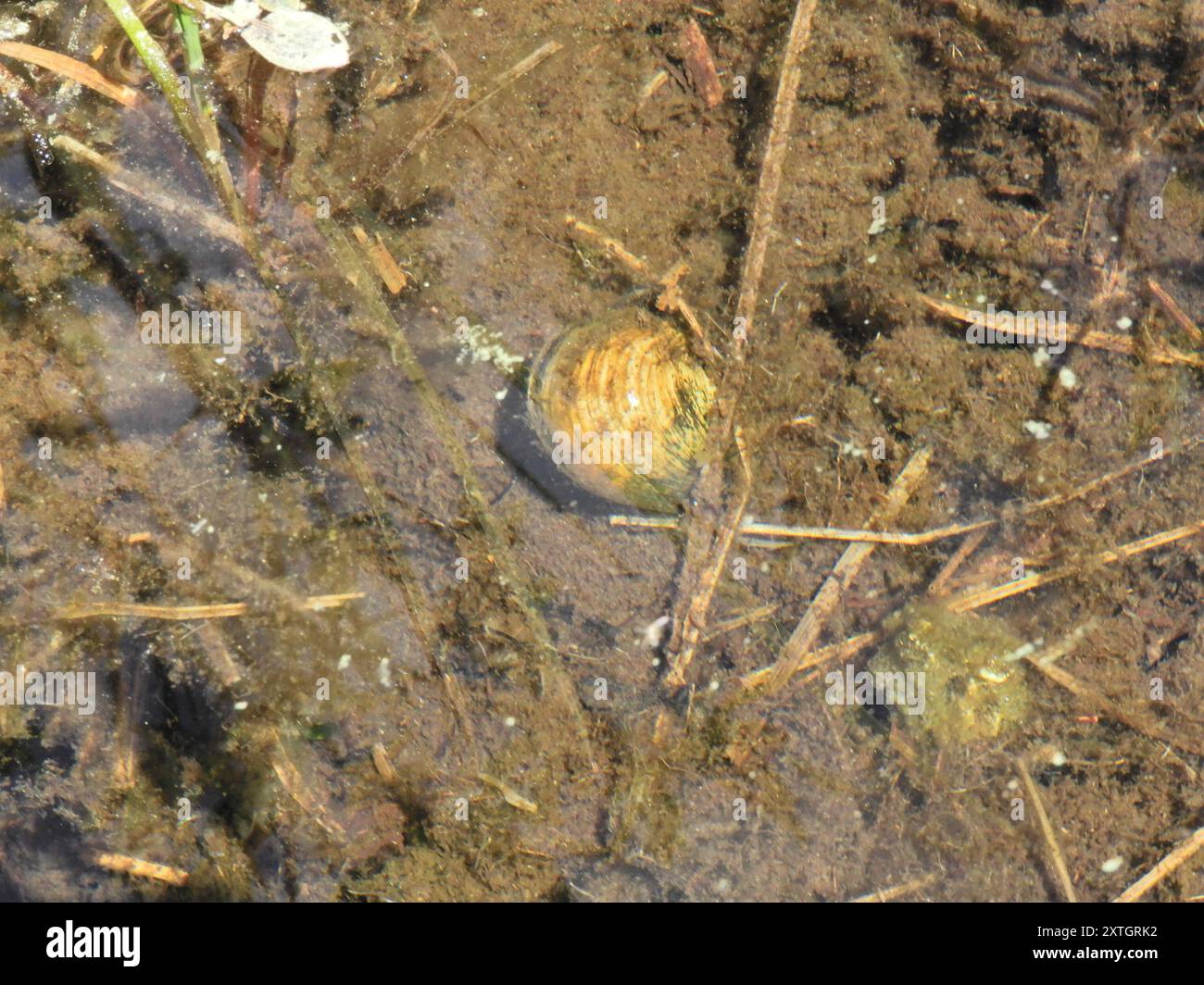 Western Floater (Anodonta kennerlyi) Mollusca Stock Photo - Alamy