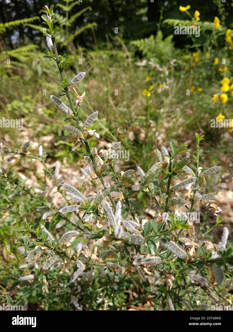 brooms, lupines, and allies (Genisteae) Plantae Stock Photo - Alamy