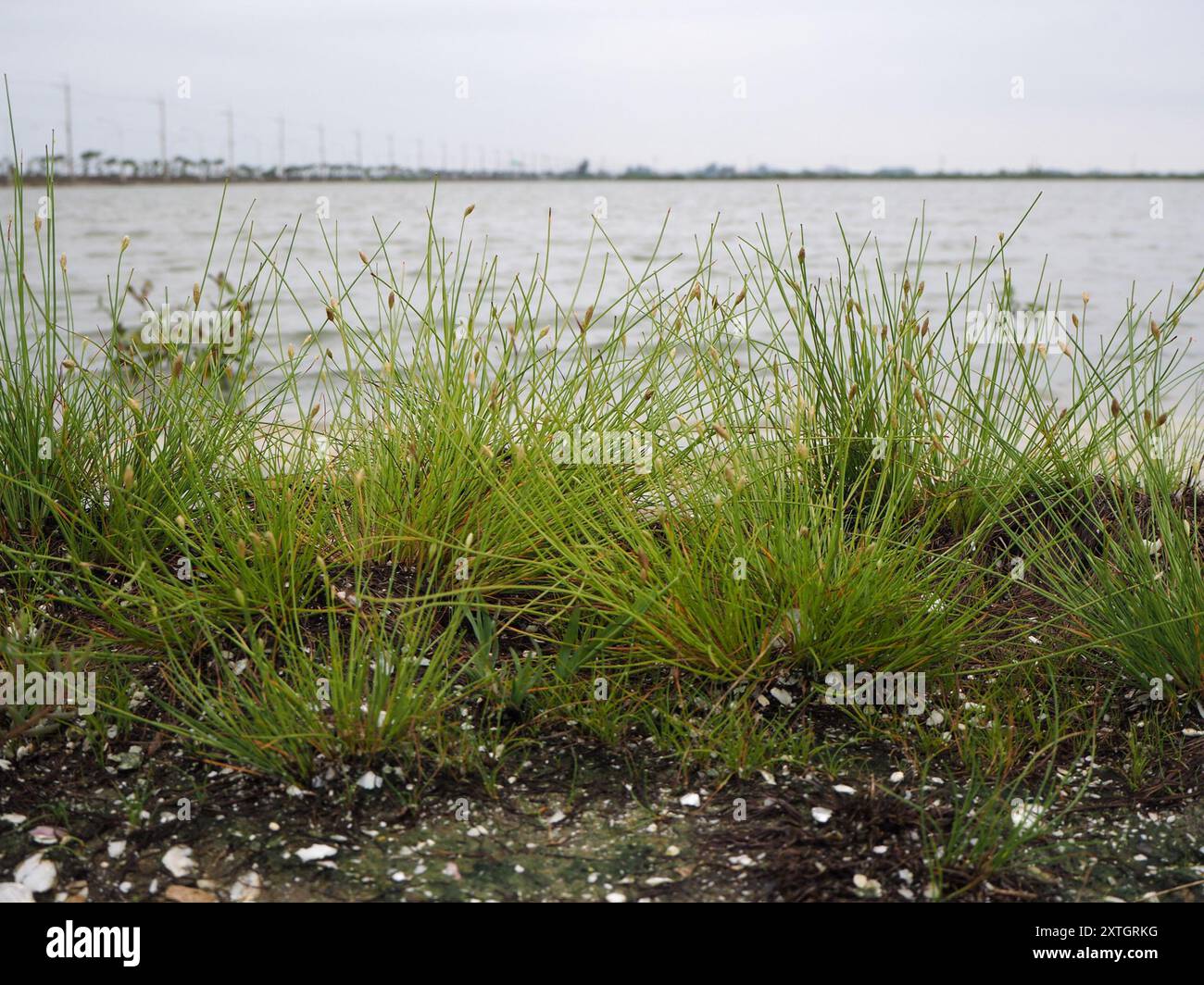 Polytrichoides hi-res stock photography and images - Alamy