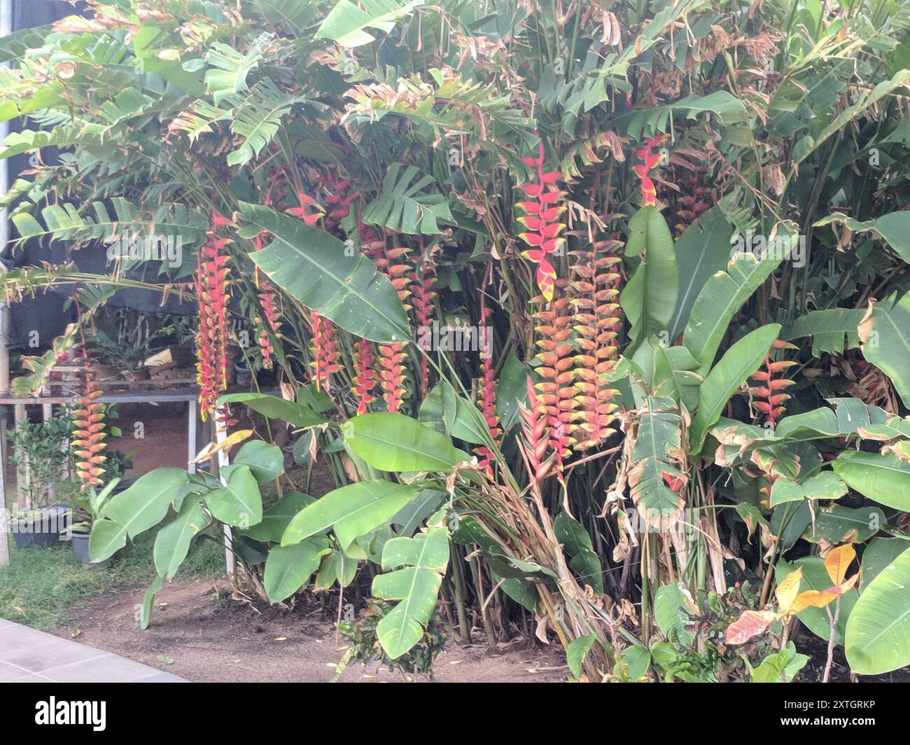 Hanging Lobster Claw Heliconia (Heliconia rostrata) Plantae Stock Photo ...