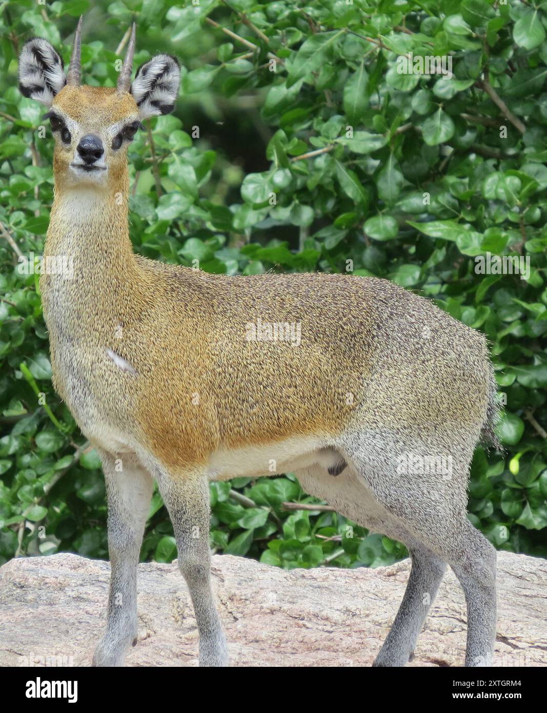Klipspringer (Oreotragus oreotragus) Mammalia Stock Photo - Alamy