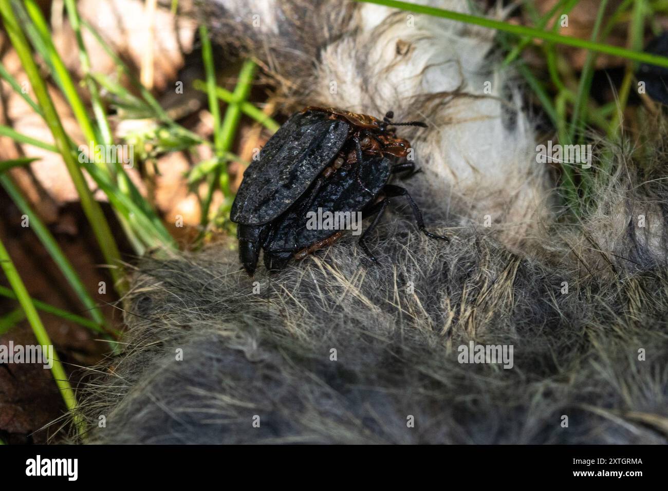 Red-breasted Carrion Beetle (Oiceoptoma thoracicum) Insecta Stock Photo ...