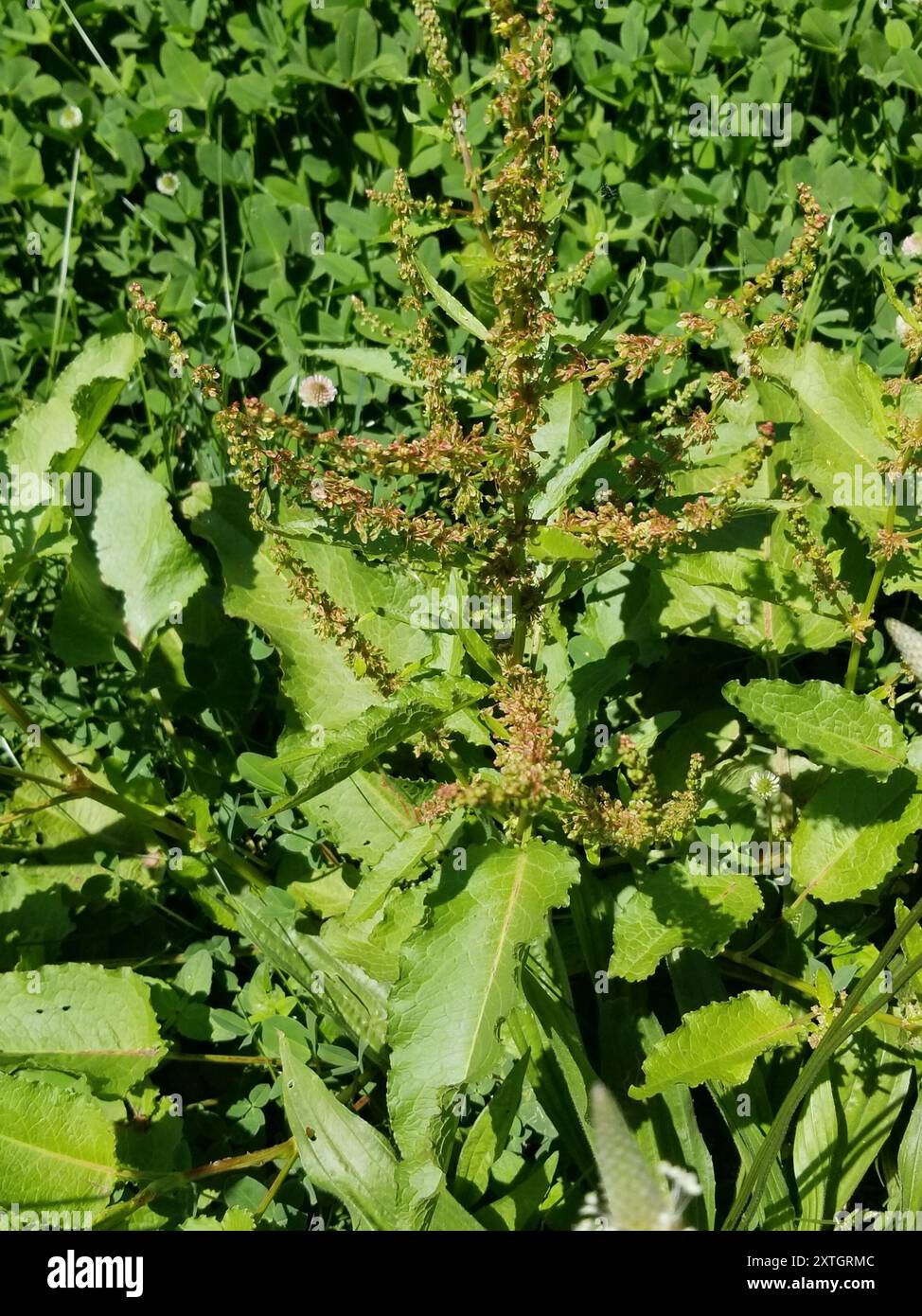 broad-leaved dock (Rumex obtusifolius) Plantae Stock Photo - Alamy