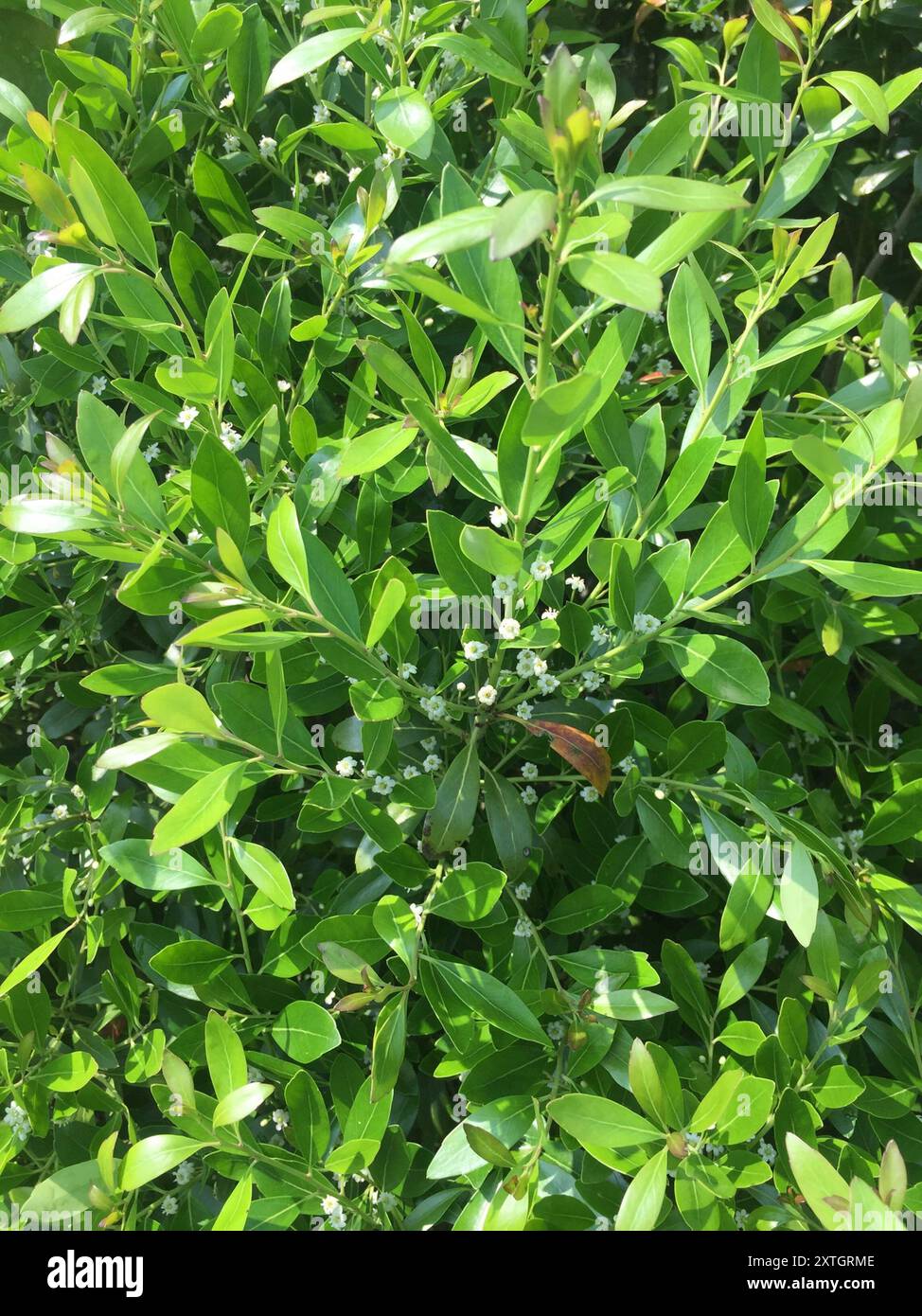 gallberry (Ilex glabra) Plantae Stock Photo - Alamy