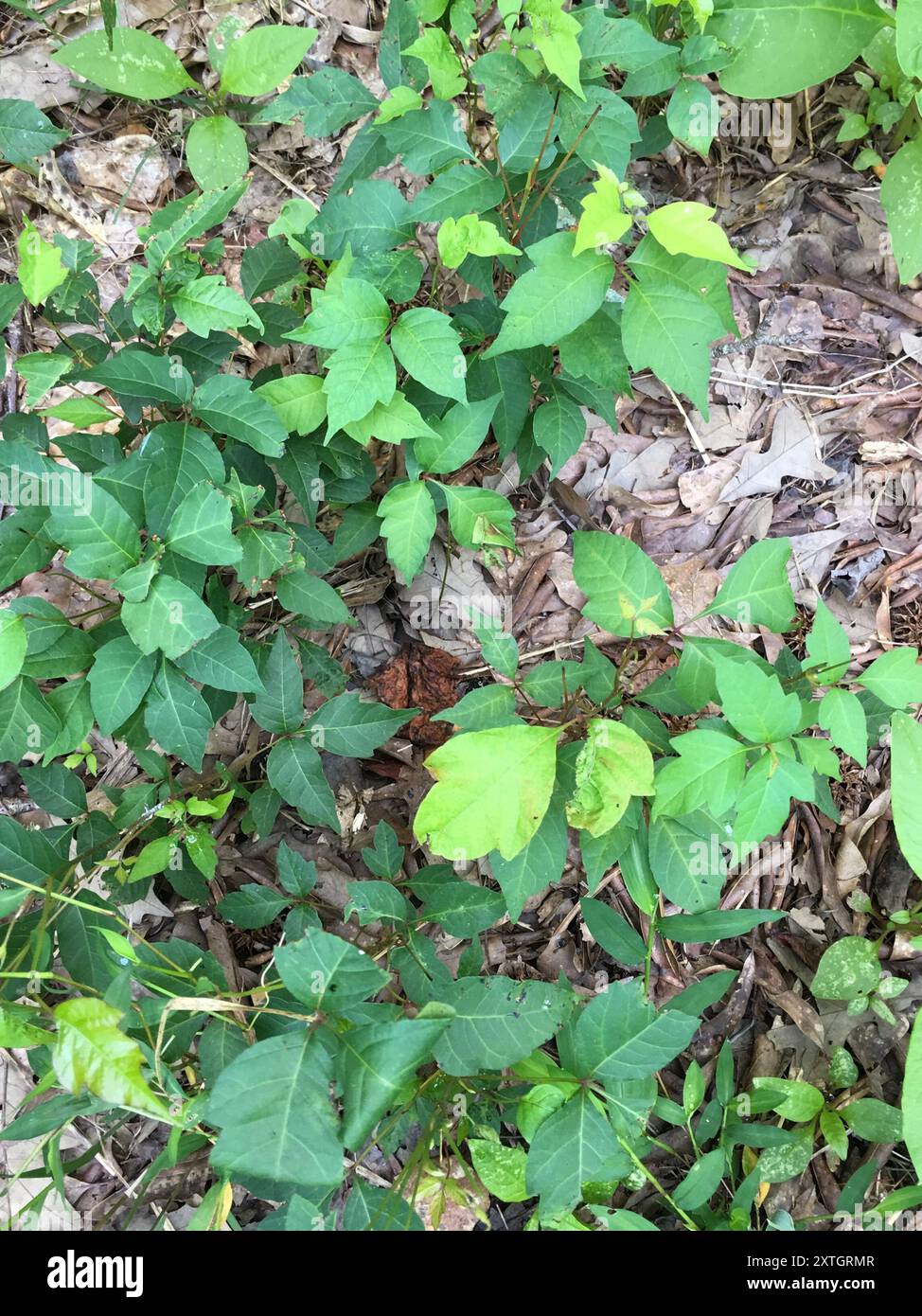 eastern poison ivy (Toxicodendron radicans) Plantae Stock Photo - Alamy