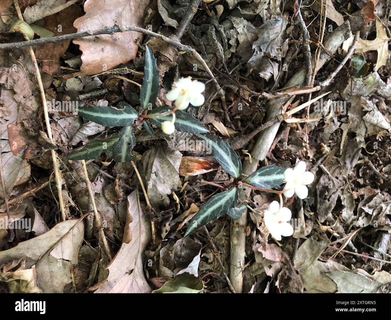 striped wintergreen (Chimaphila maculata) Plantae Stock Photo - Alamy