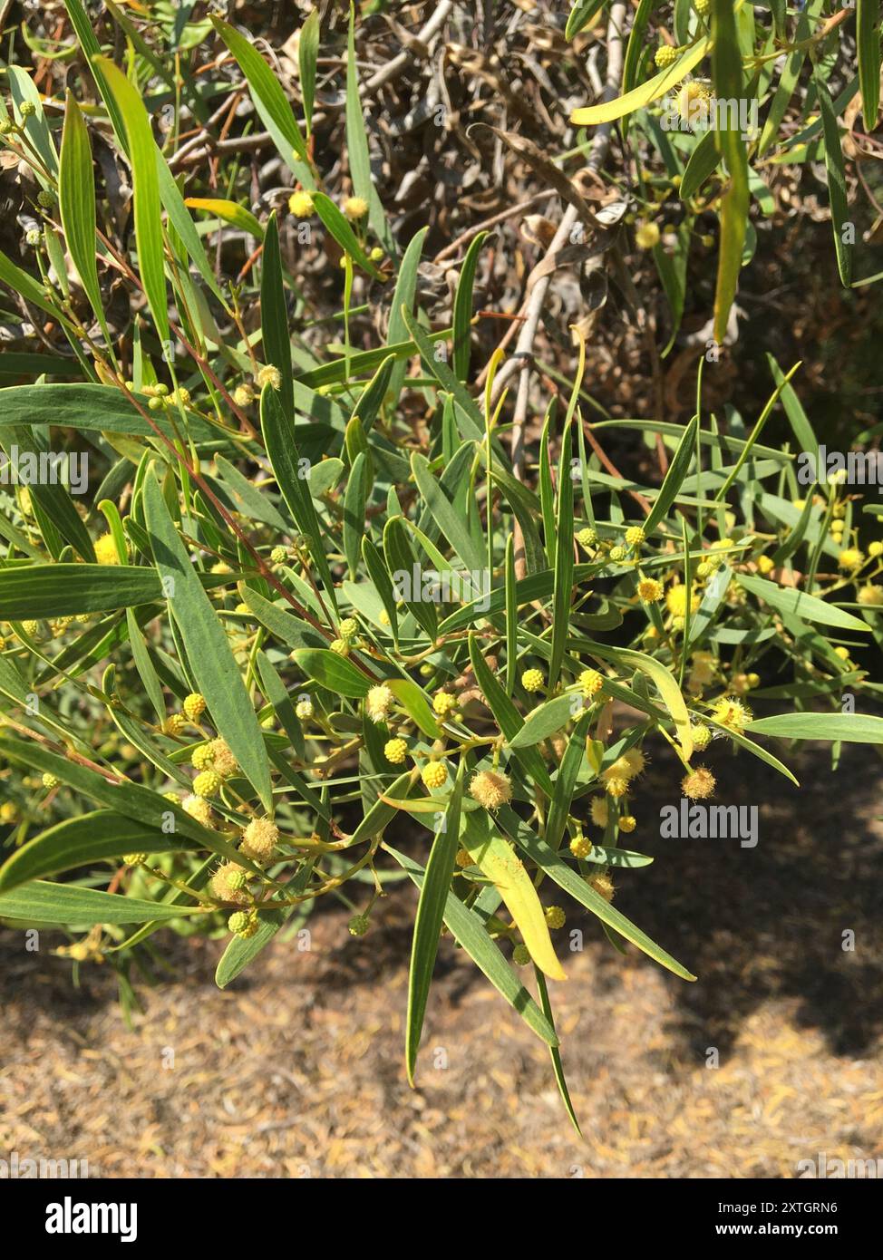 western coastal wattle (Acacia cyclops) Plantae Stock Photo - Alamy