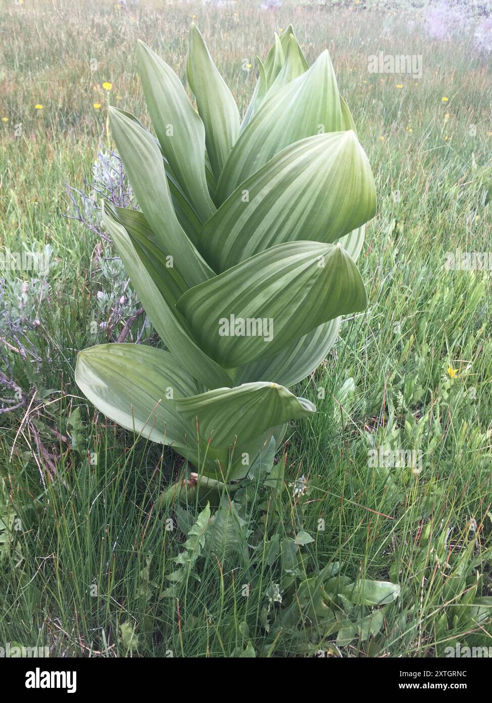 Corn Lily (Veratrum californicum) Plantae Stock Photo - Alamy