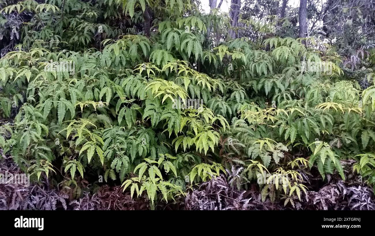 false staghorn fern (Dicranopteris linearis) Plantae Stock Photo - Alamy