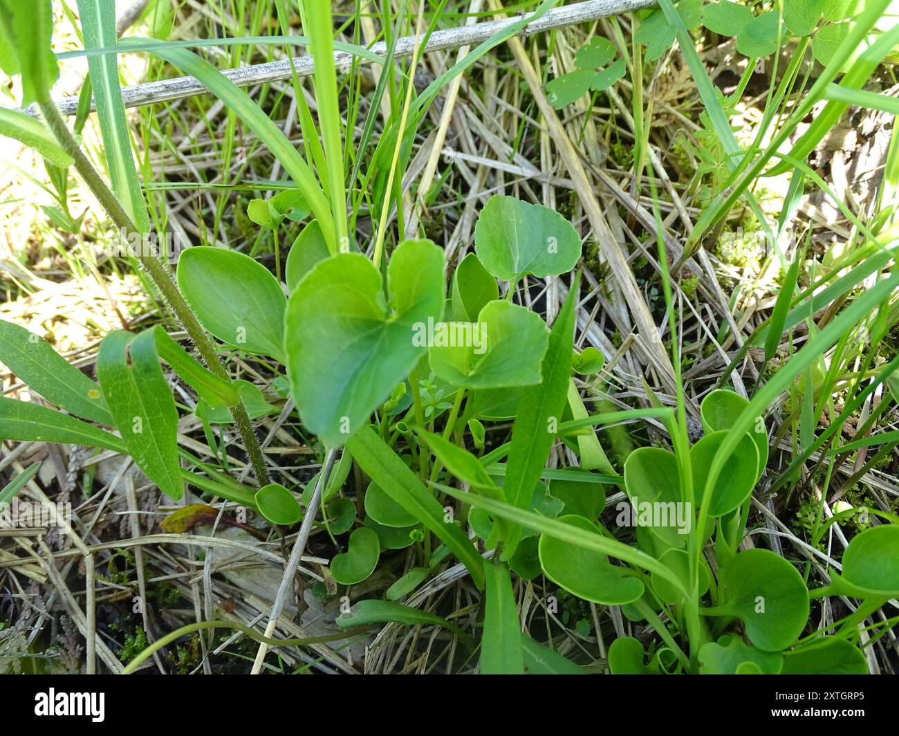 northern bog violet (Viola nephrophylla) Plantae Stock Photo - Alamy