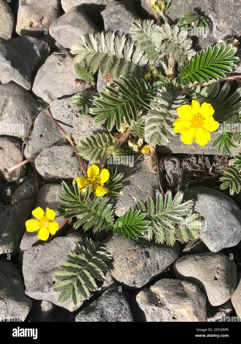 common silverweed (Argentina anserina) Plantae Stock Photo - Alamy