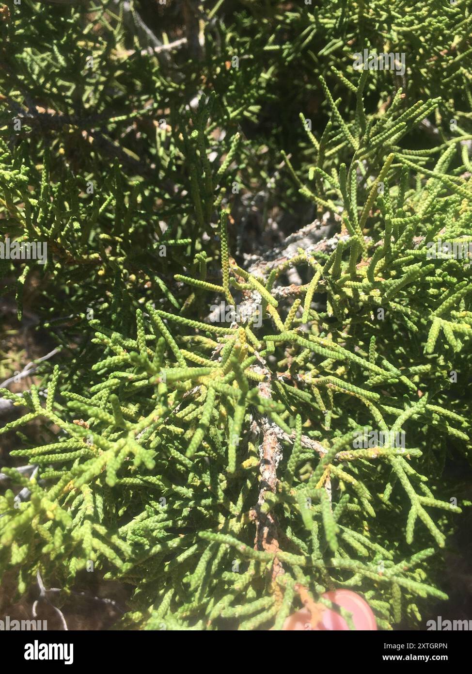 California juniper (Juniperus californica) Plantae Stock Photo - Alamy