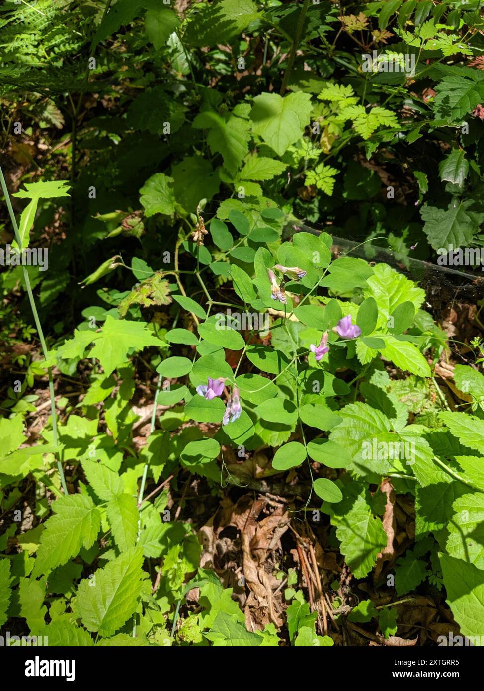 Sierra Nevada Peavine (Lathyrus nevadensis) Plantae Stock Photo - Alamy