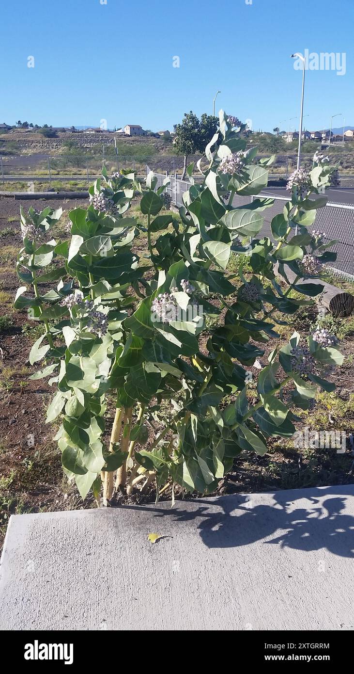 giant milkweed (Calotropis procera) Plantae Stock Photo - Alamy