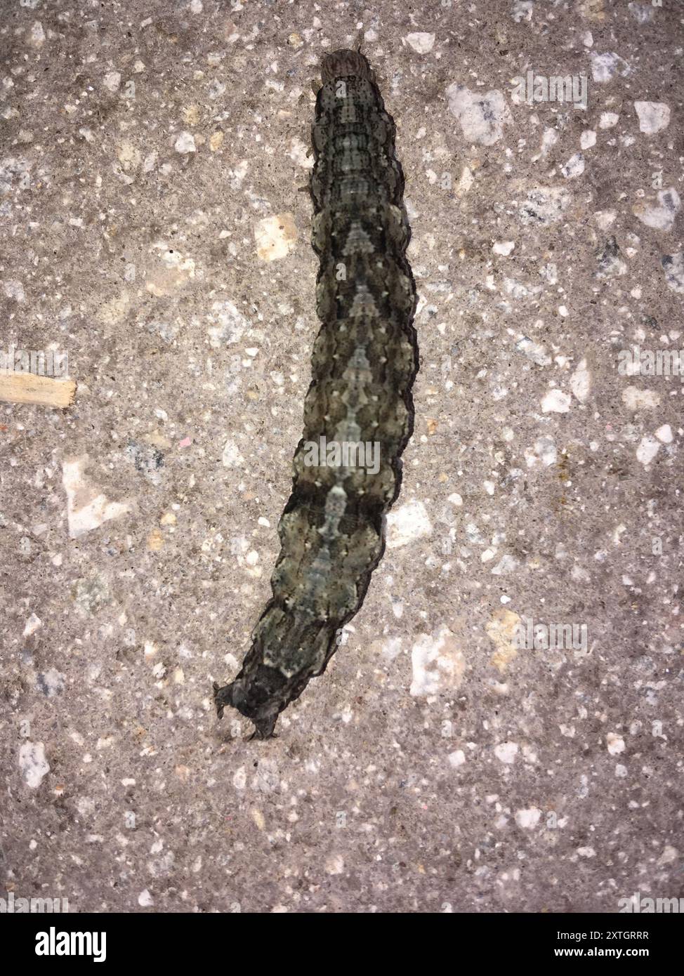 Underwing Moths (Catocala) Insecta Stock Photo - Alamy