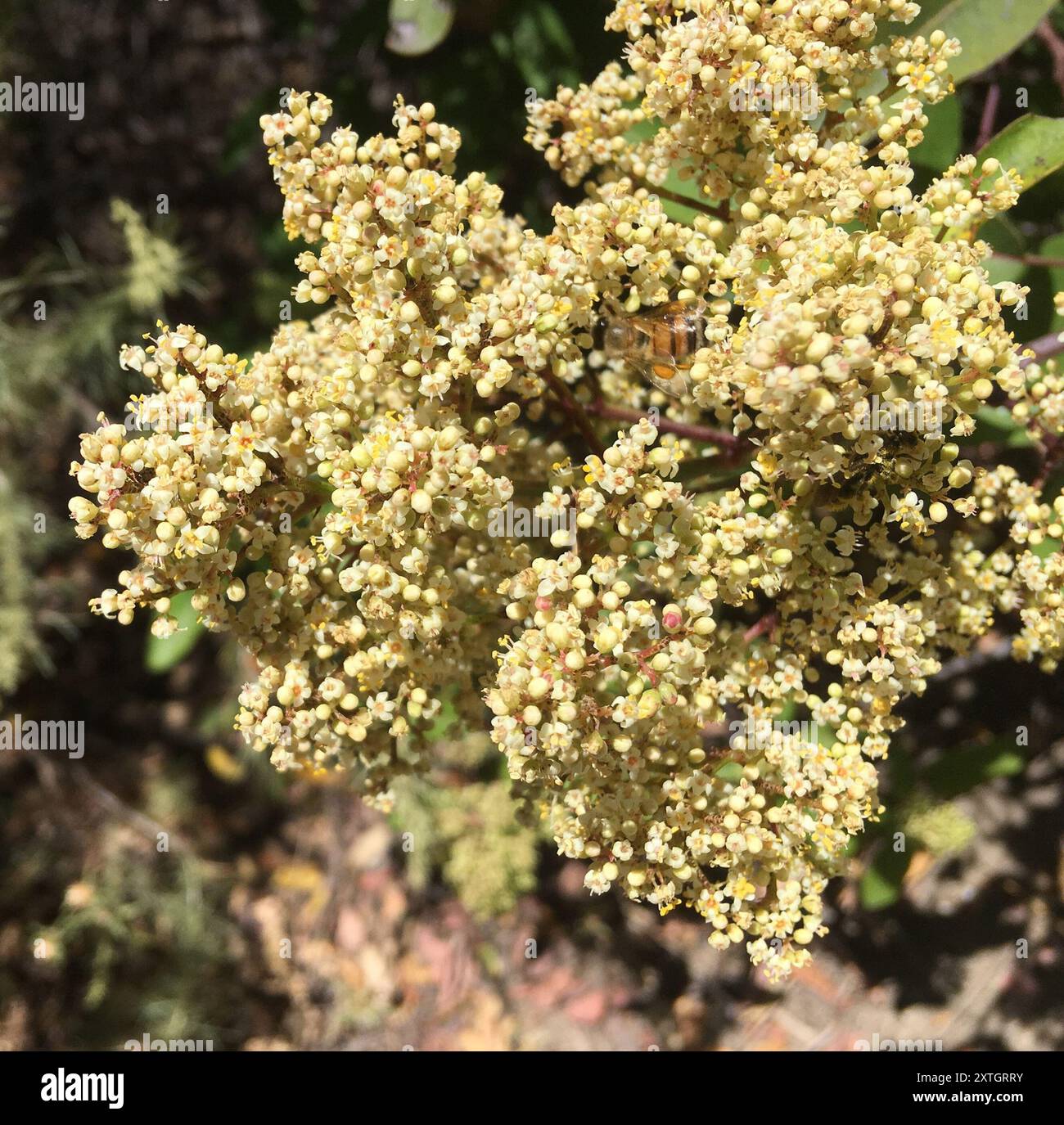 laurel sumac (Malosma laurina) Plantae Stock Photo - Alamy