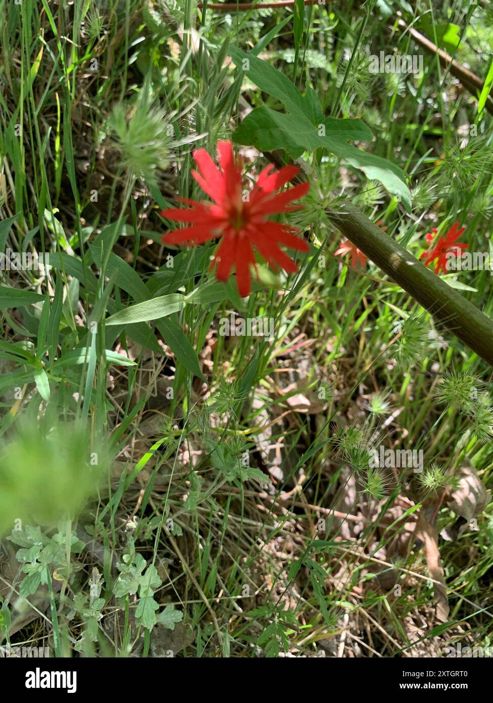 cardinal catchfly (Silene laciniata) Plantae Stock Photo - Alamy