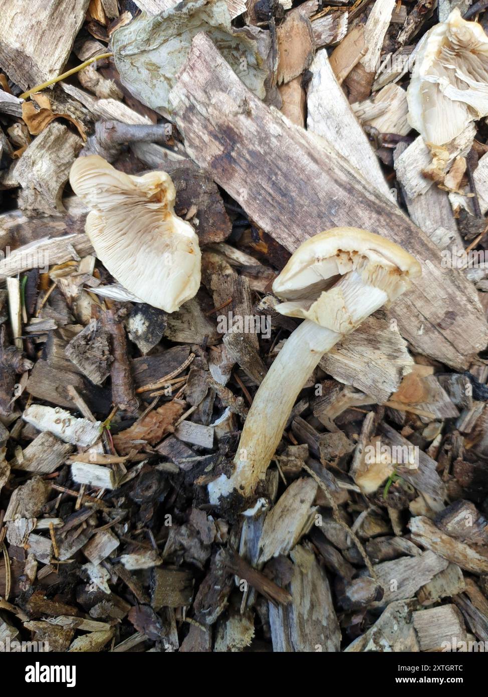 Spring Fieldcap (Agrocybe praecox) Fungi Stock Photo - Alamy