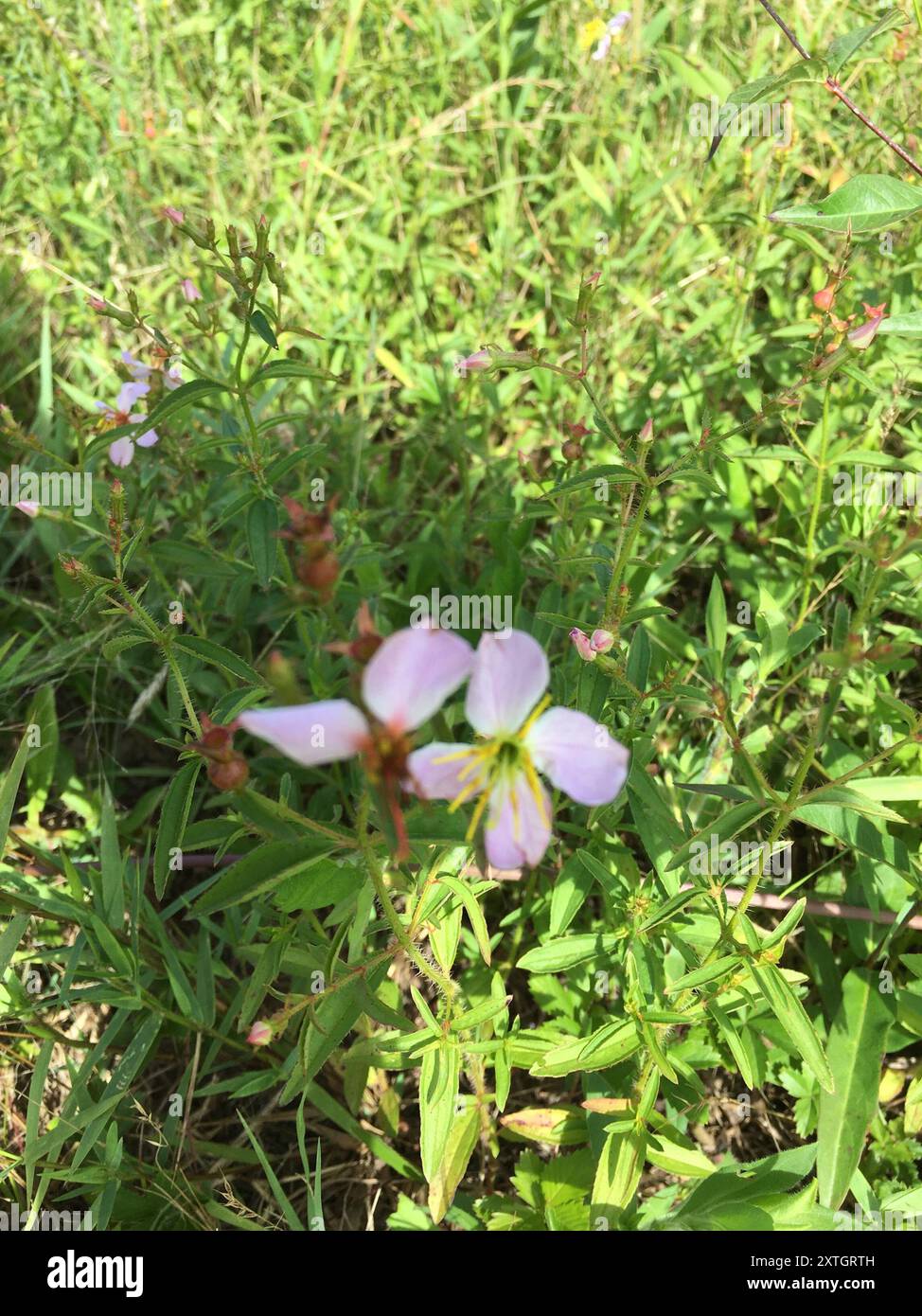 Maryland meadowbeauty (Rhexia mariana) Plantae Stock Photo - Alamy