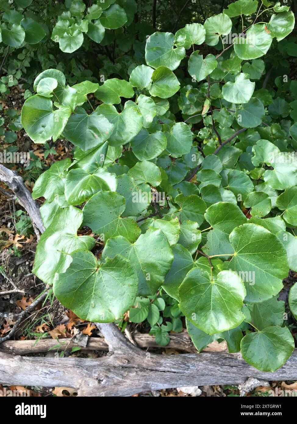 Texas redbud (Cercis canadensis texensis) Plantae Stock Photo - Alamy