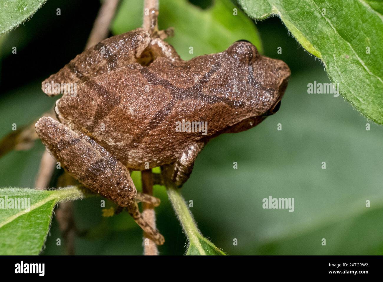 Spring Peeper (Pseudacris crucifer) Amphibia Stock Photo - Alamy