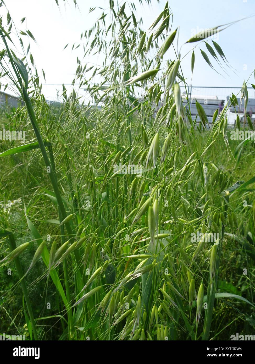 wild oat (Avena fatua) Plantae Stock Photo - Alamy