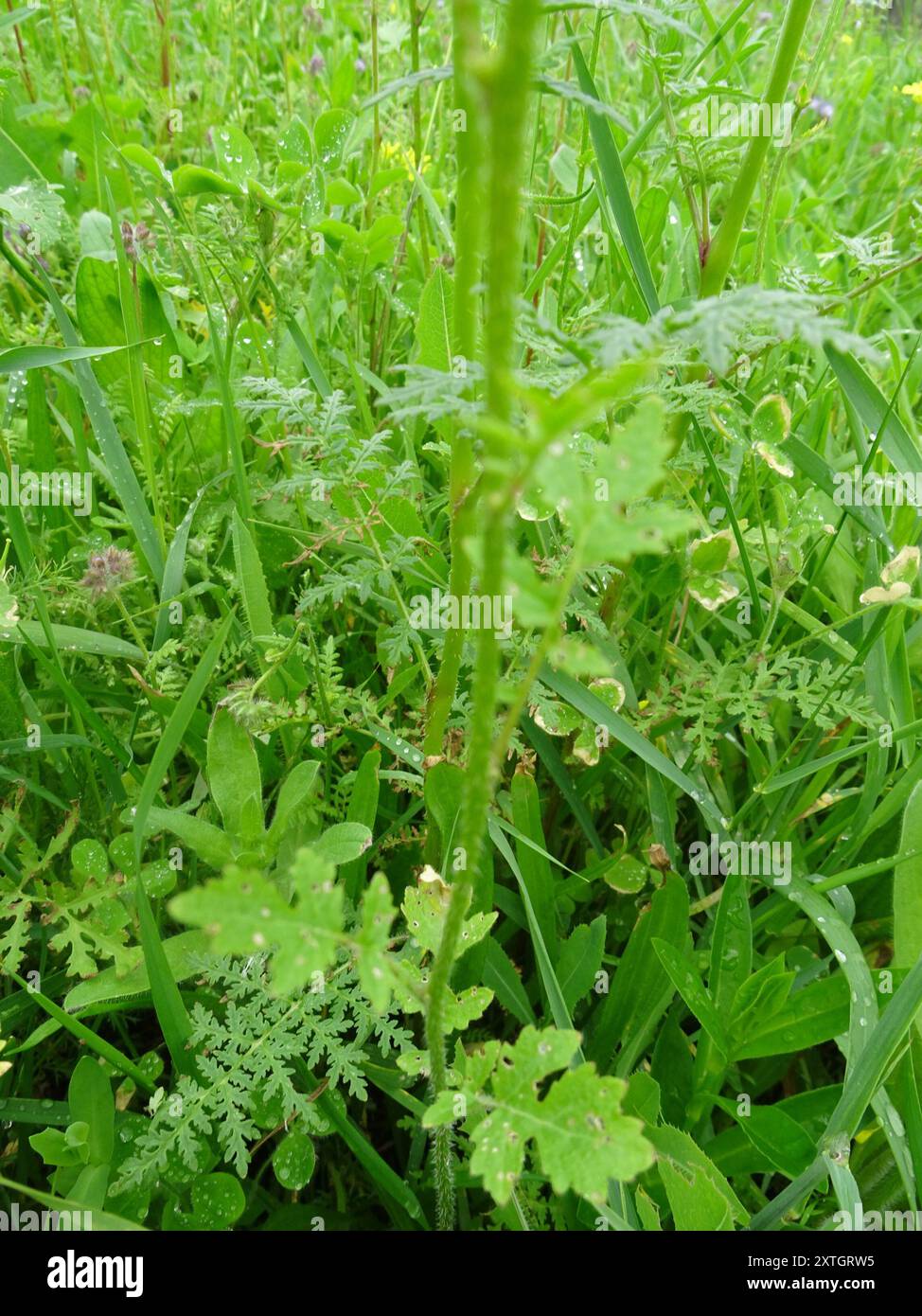 White Mustard (Sinapis alba) Plantae Stock Photo - Alamy