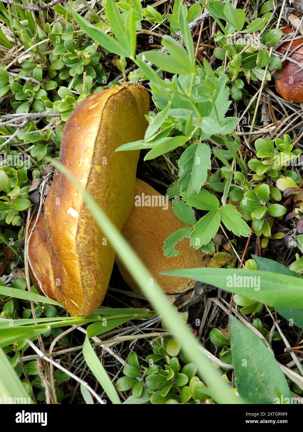 boletes and allies (Boletales) Fungi Stock Photo - Alamy