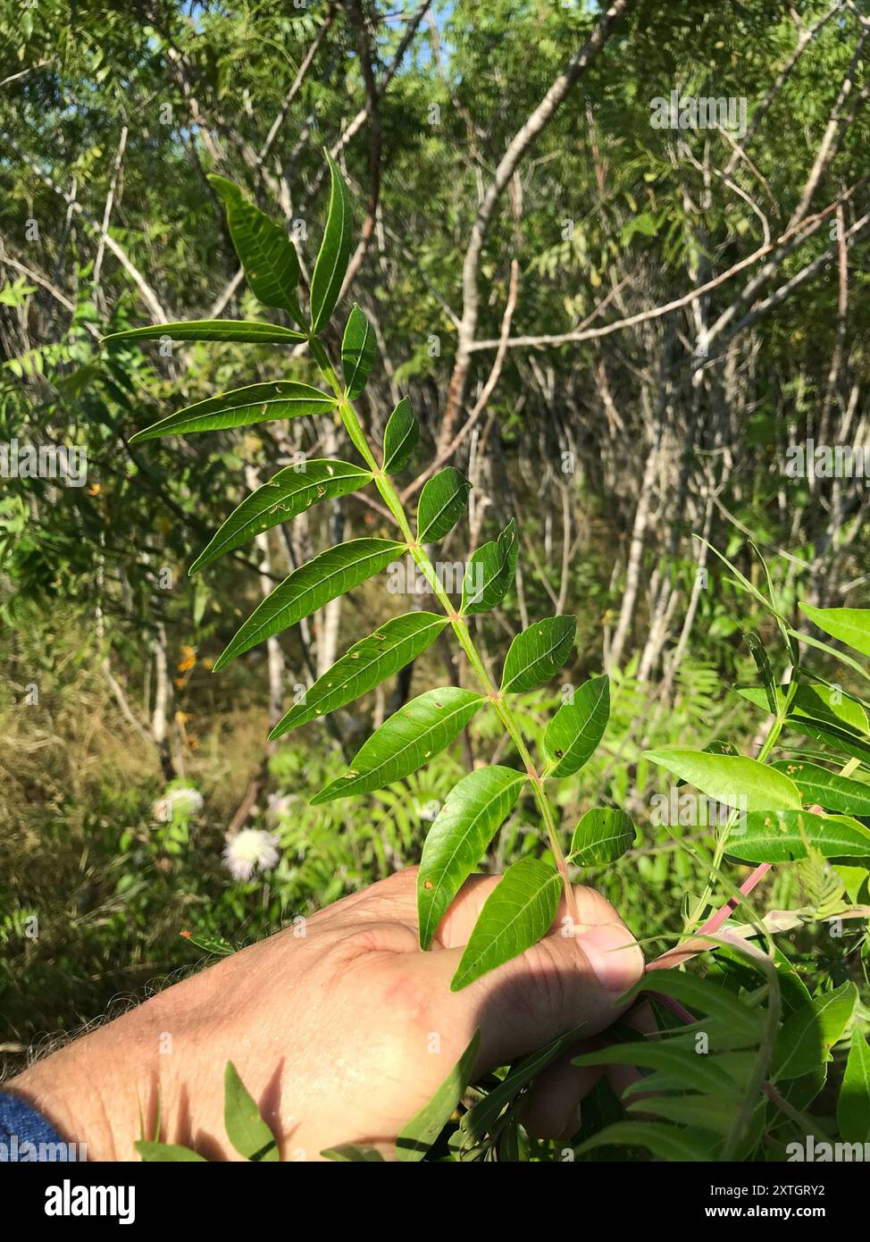 Prairie flameleaf sumac (Rhus lanceolata) Plantae Stock Photo - Alamy